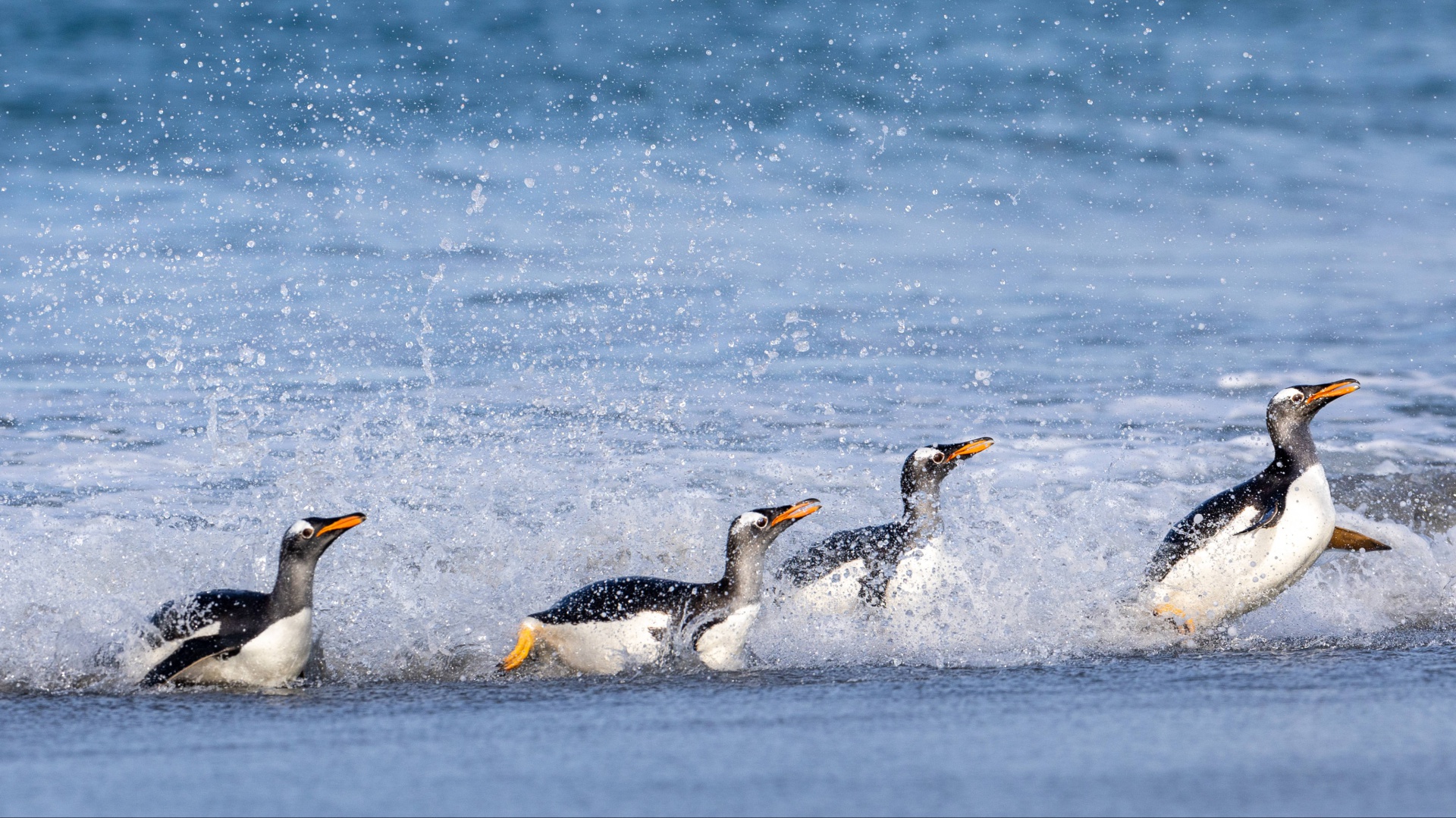 Offresi lavoro a Port Lockroy, in Antartide, tra le mansioni da ...