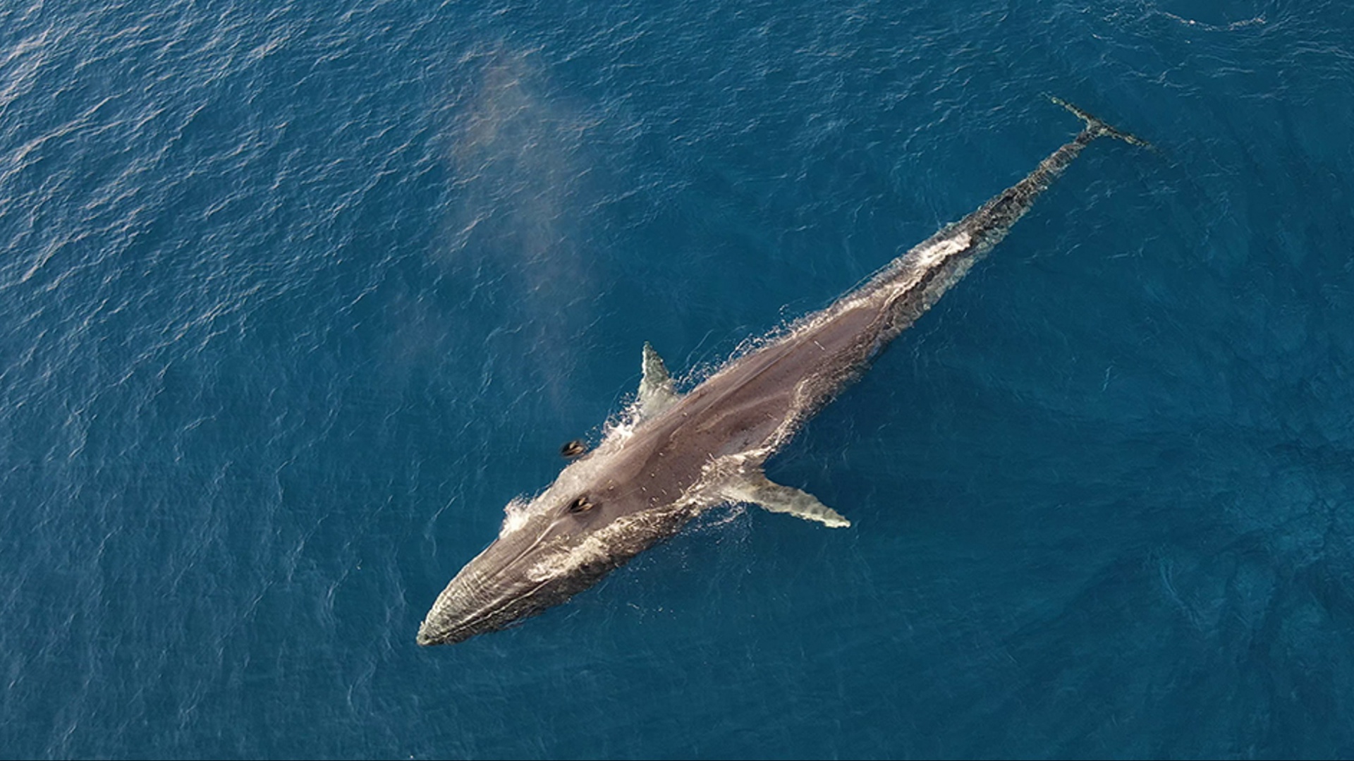 The Swarm, la serie. Una storia di mostri, nella quale scopriamo che il ...