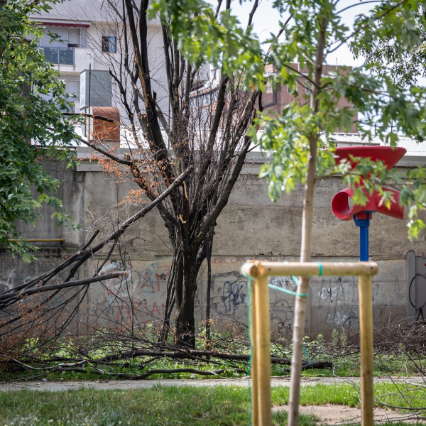 Albero crolla in un parco di Colli Aniene a Roma: muore 45enne, grave l ...
