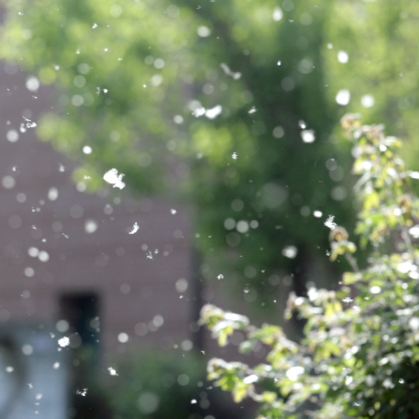 I cambiamenti climatici sono un rischio per chi soffre di allergie, in ...
