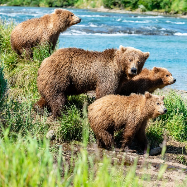 Identificata l’orsa colpevole dell’aggressione al runner in Trentino ...