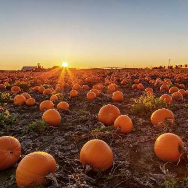In uno studio di Coldiretti la nuova tendenza per Halloween 2025, è ...