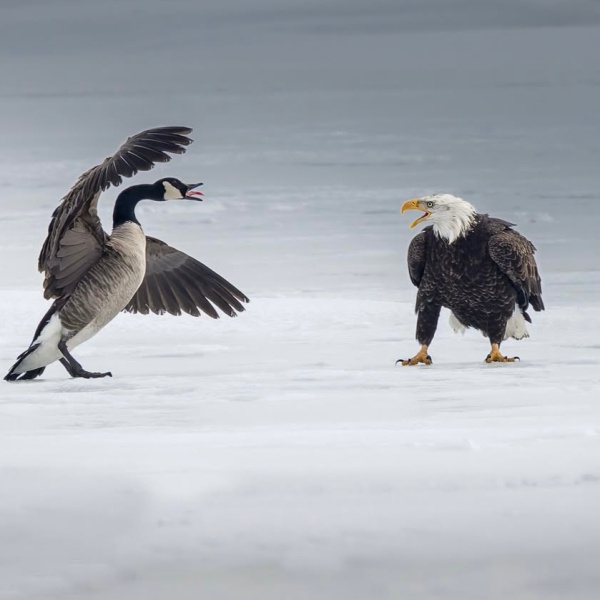Le immagini di un'aquila, simbolo USA, che attacca in picchiata un'oca ...