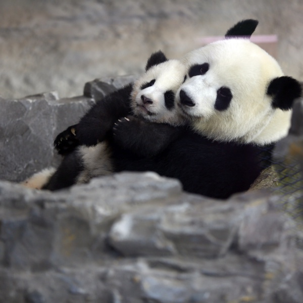 Lo zoo di Berlino festeggia la nascita dei gemellini di panda. Sono i ...