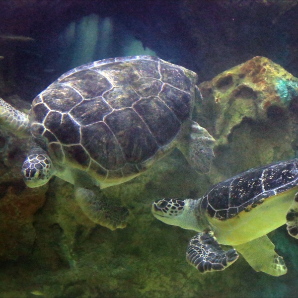 Oggi è il World Turtle Day. Un viaggio nel mondo delle tartarughe e una ...