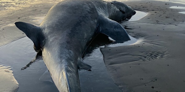 Due turisti italiani aggrediti da uno squalo nel Mar Rosso; uno è morto ...