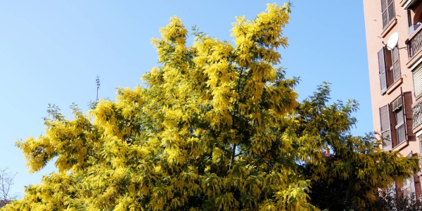 Giorni della Merla contraddetti dagli anticipi di primavera. Gli ...
