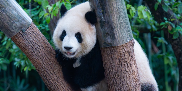 In Cina allo zoo i cani sono dipinti da panda, tra video virali e ...