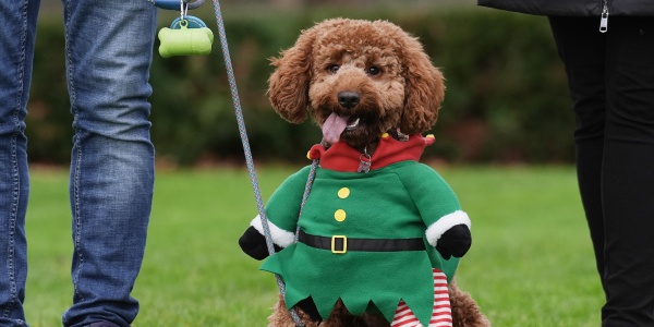 Milano, arriva una grande novità legata alla sepoltura degli animali ...