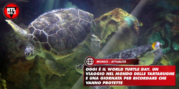 Oggi è il World Turtle Day. Un viaggio nel mondo delle tartarughe e una ...