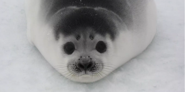 Missione natura: La foca monaca - RTL 102.5 Play