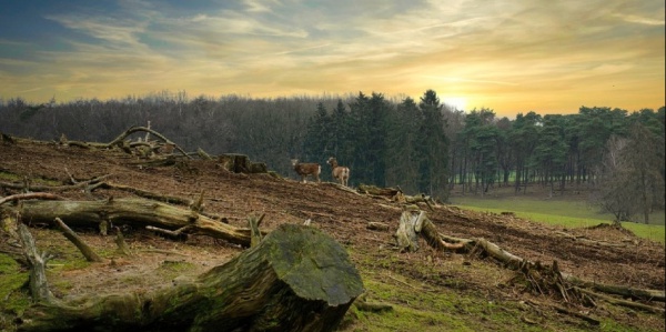 Missione natura: World Rainforest Day, come fermare la deforestazione ...